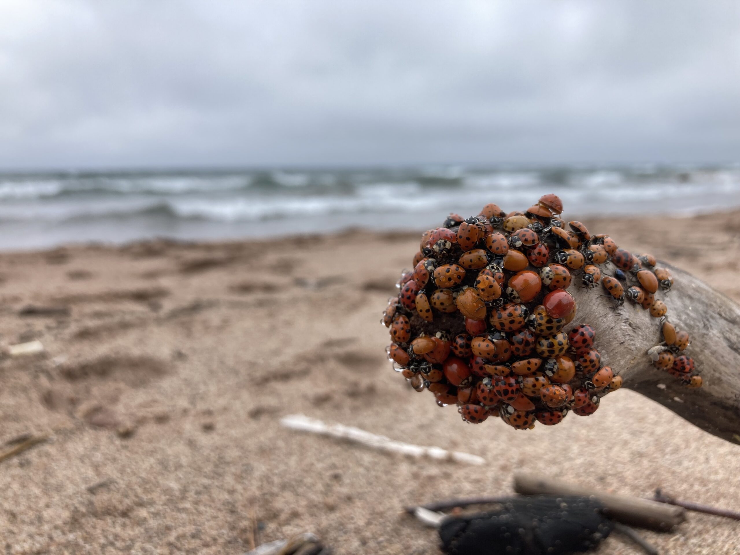 Asian Beetle Invasion on Park Point – God Loves Art